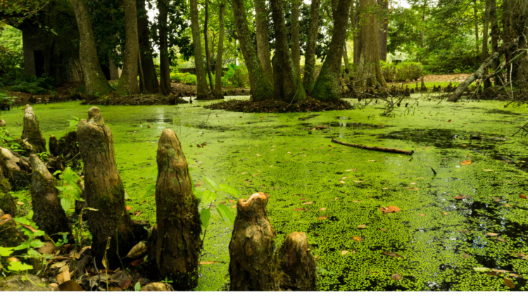 APA ITU LAHAN BASAH? – IPB Digitani Website