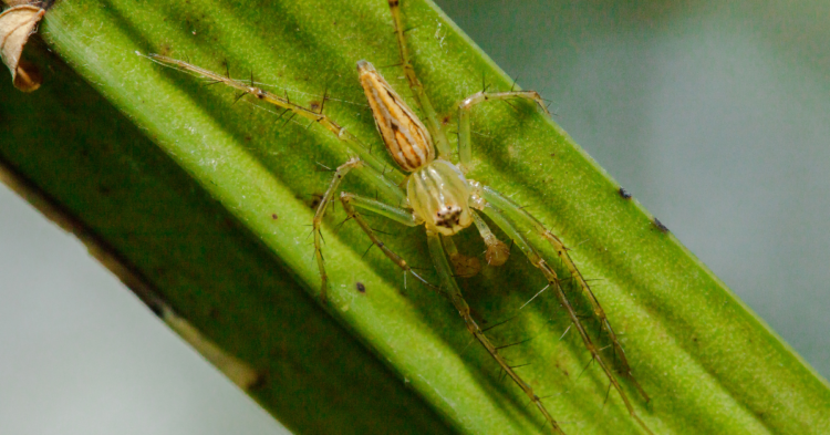 KENALI 10 PREDATOR YANG SERANG HAMA PADI DI SAWAH – IPB Digitani Website