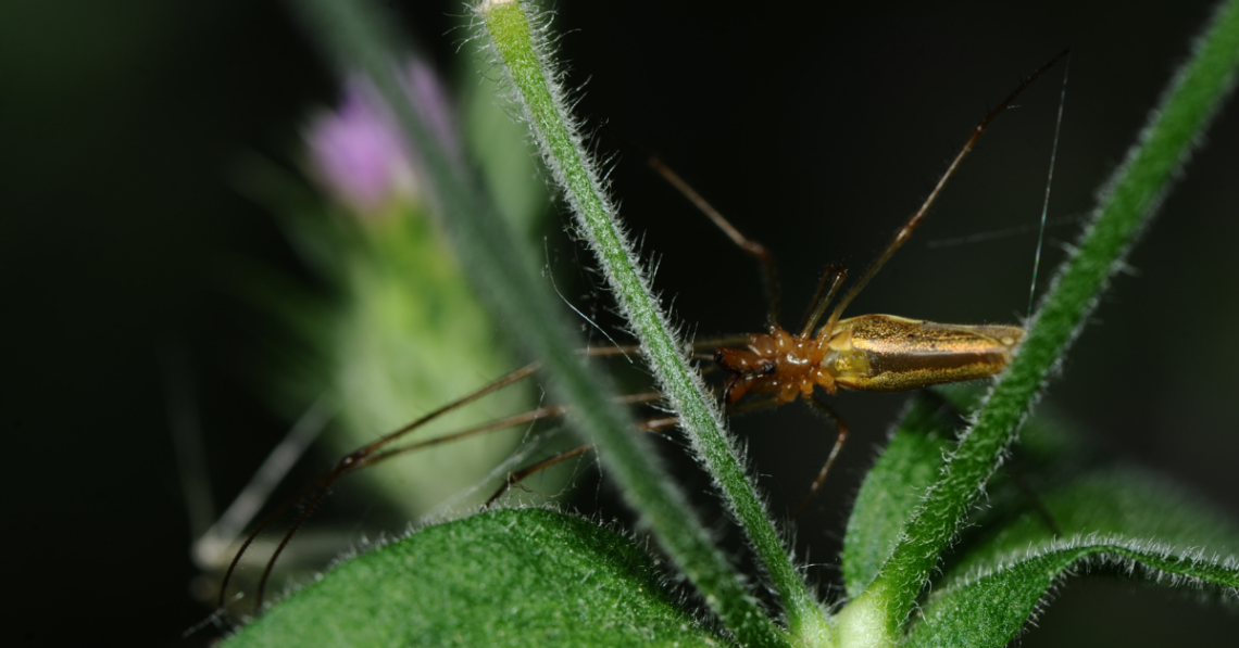 KENALI 10 PREDATOR YANG SERANG HAMA PADI DI SAWAH – IPB Digitani Website