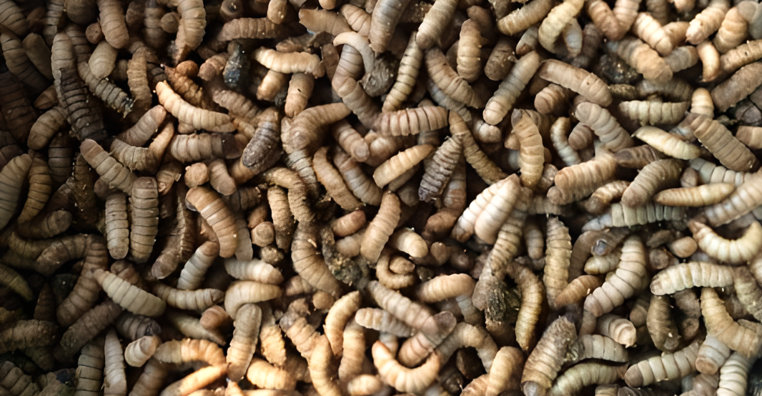 KENALI MANFAAT MAGGOT SEBAGAI PENGGANTI PAKAN TERNAK – IPB Digitani Website