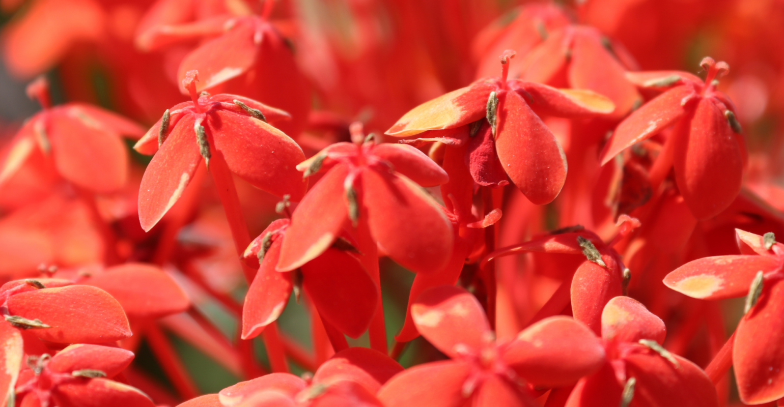 MANFAAT BUNGA ASOKA: BUKAN HANYA MEMPERINDAH KEBUN – IPB Digitani Website