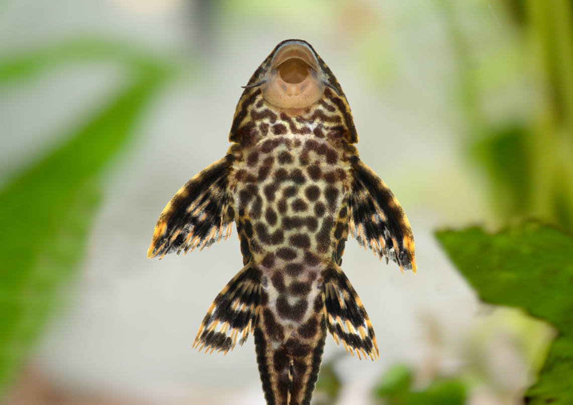 MENGENAL IKAN SAPU-SAPU: MORFOLOGI, HABITAT, DAN KEUNIKANNYA – IPB ...