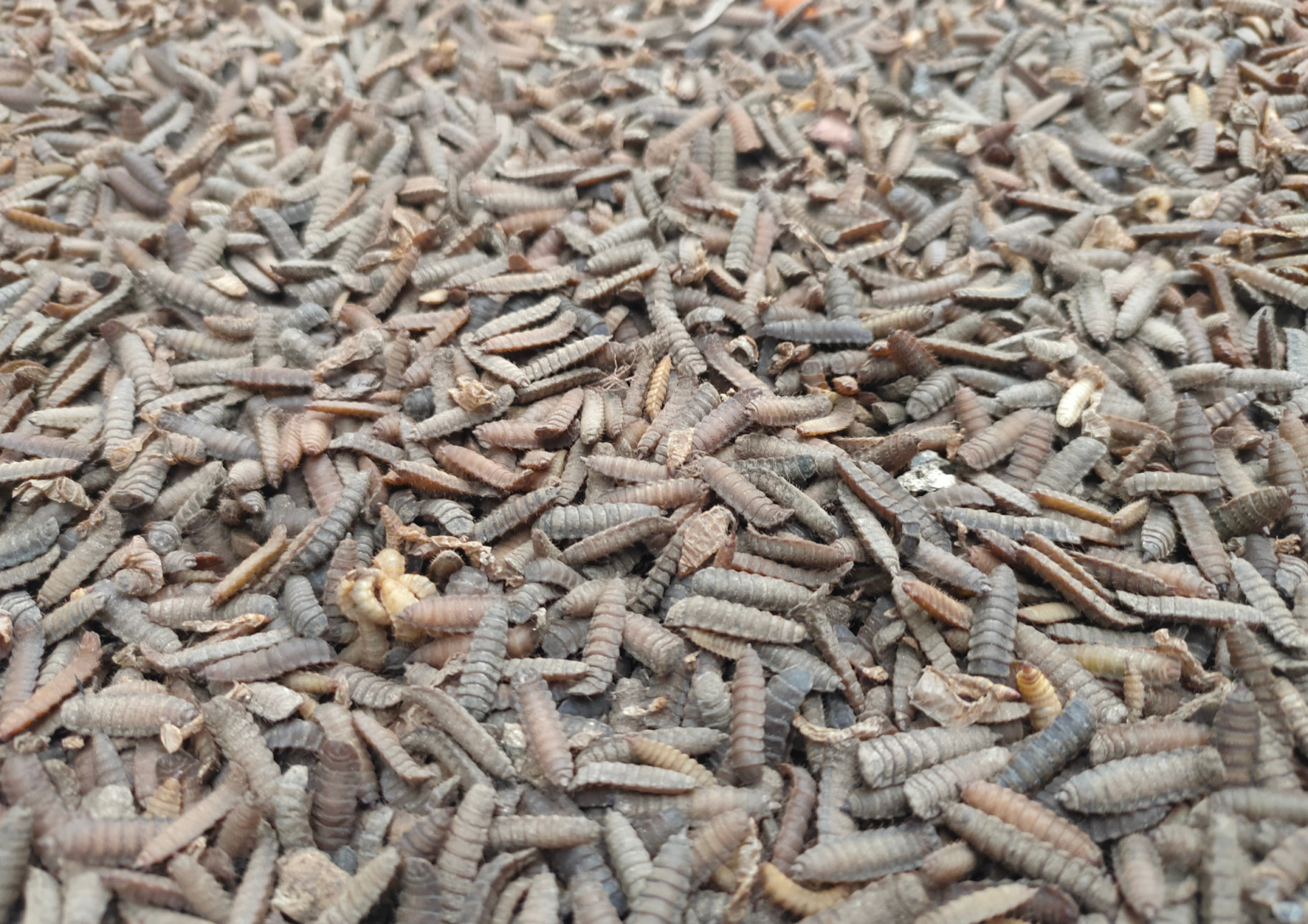 CARA BUDIDAYA MAGGOT BSF, BISA DIJADIKAN PAKAN IKAN DAN TERNAK – IPB ...