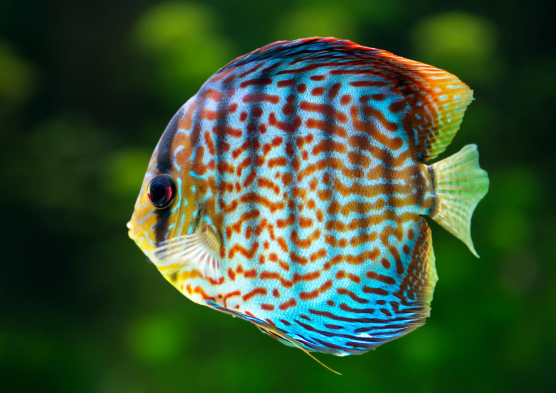 KENALAN DENGAN IKAN DISCUS: JENIS DAN CARA PERAWATANNYA – IPB Digitani ...