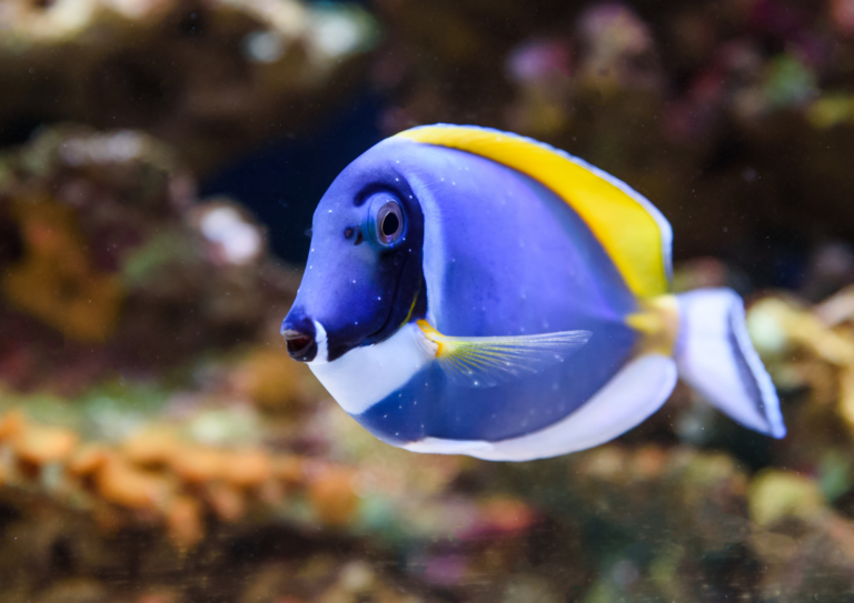BLUE TANG: IKAN KARANG FAVORIT UNTUK AKUARIUM LAUT – IPB Digitani Website