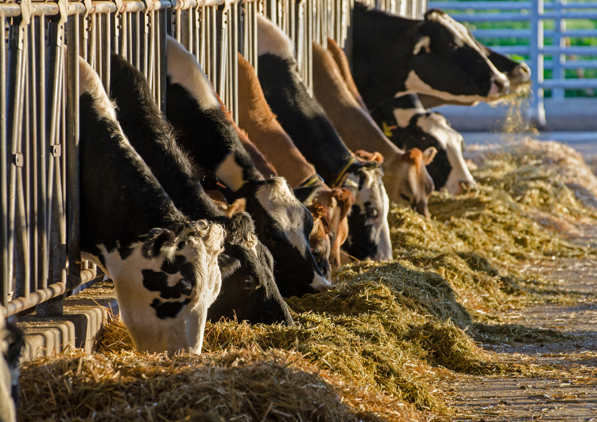 HIJAUAN PAKAN TERNAK BERPROTEIN TINGGI UNTUK TINGKATKAN KESEHATAN DAN ...
