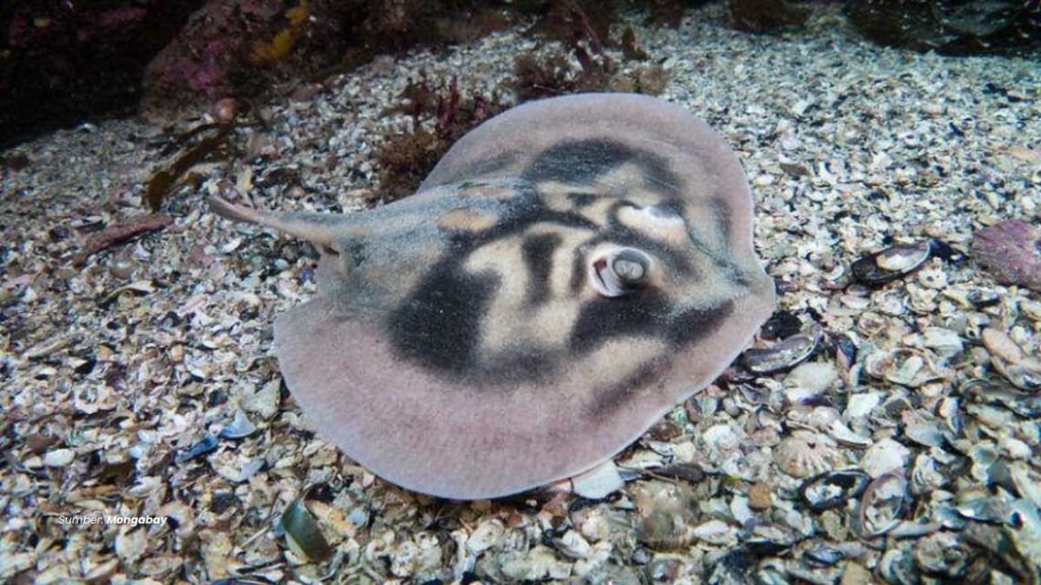 FAKTA IKAN PARI JAWA YANG DINYATAKAN PUNAH OLEH IUCN – IPB Digitani Website