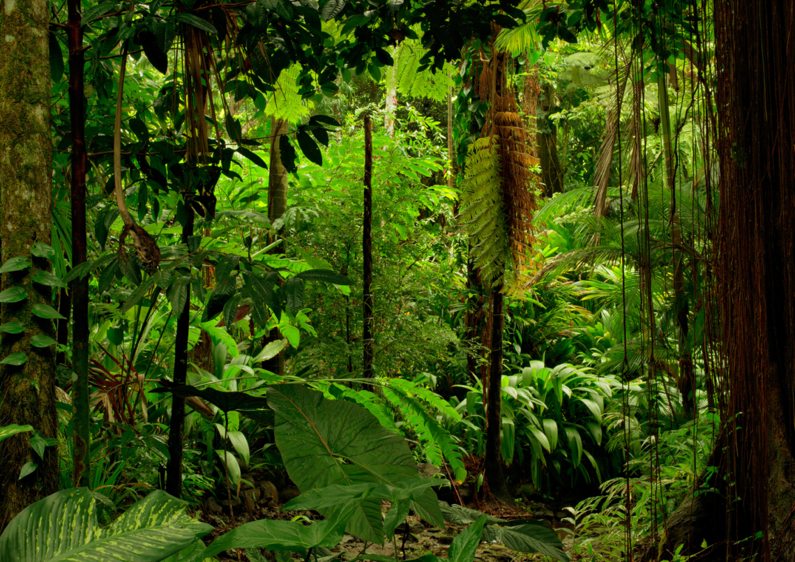 INDONESIA SEBAGAI PEMILIK HUTAN HUJAN TROPIS TERBESAR – IPB Digitani ...