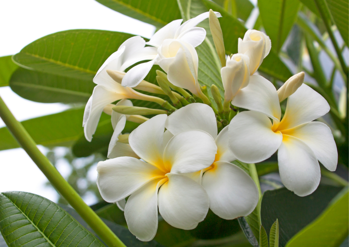 BUNGA KAMBOJA DAN MASYARAKAT BALI – IPB Digitani Website