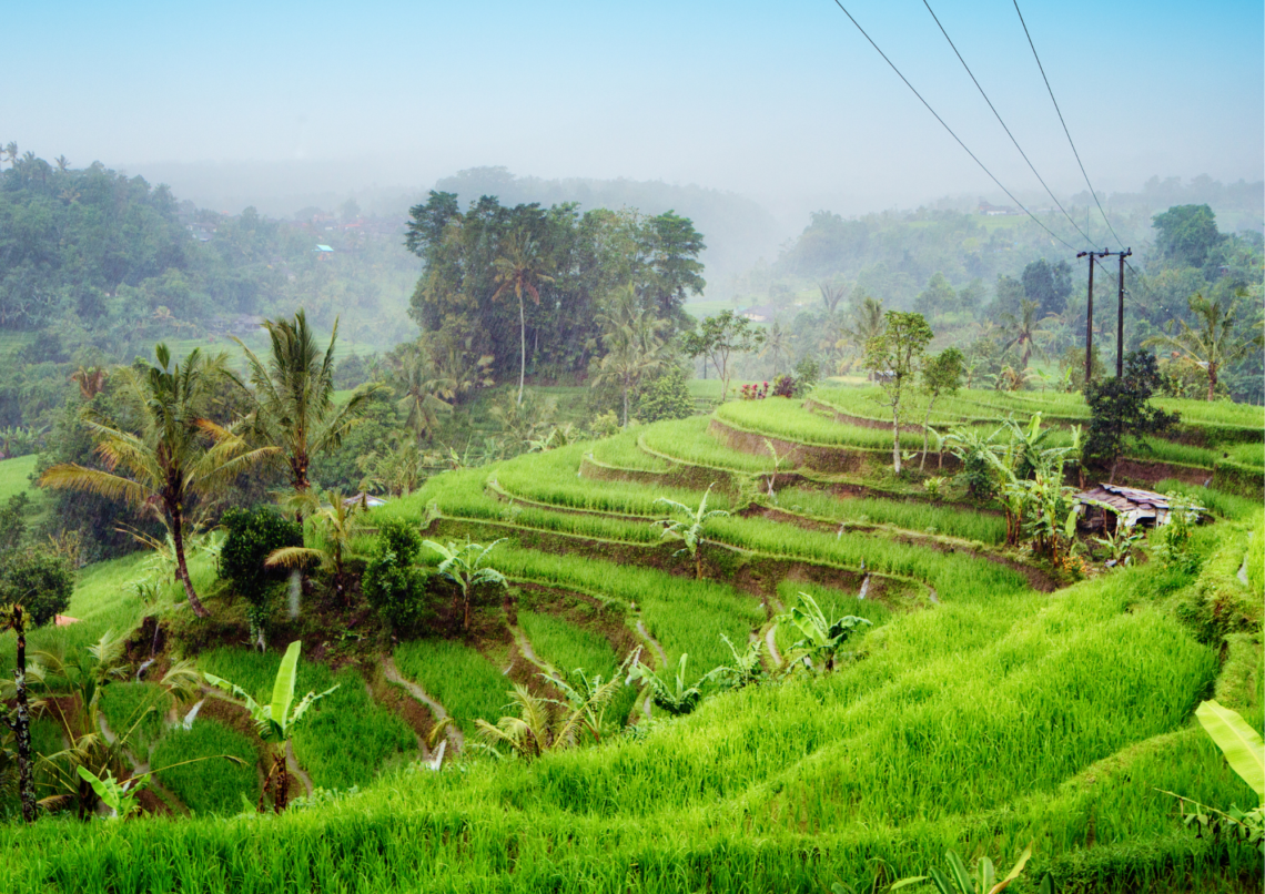 MENGENAL SUBAK, SISTEM PENGAIRAN SAWAH BERBASIS HUKUM ADAT BALI – IPB ...