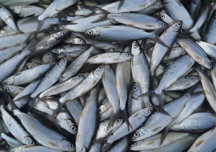 IKAN BANDENG: HABITAT, KANDUNGAN, DAN TIPS BUDIDAYA – IPB Digitani Website