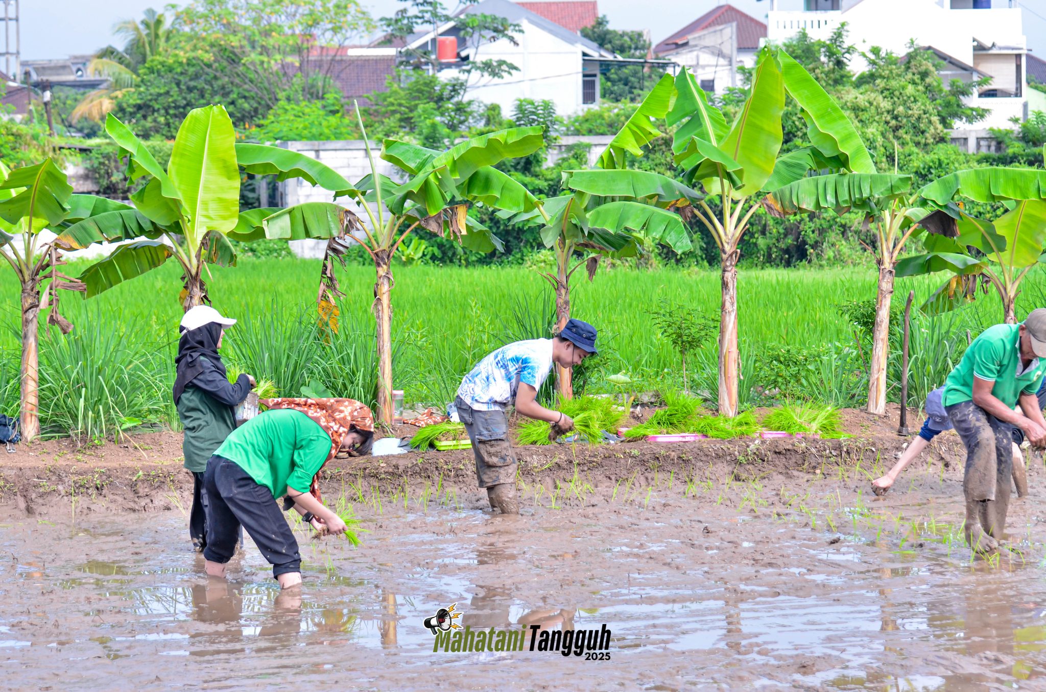 PENGUKURAN LAHAN DALAM BUDIDAYA PADI JAJAR LEGOWO PRESISI – IPB ...